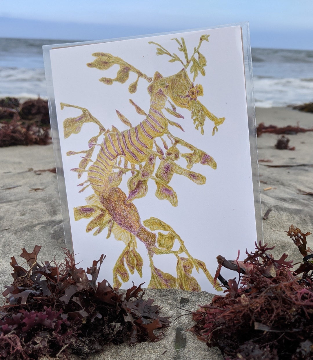 Leafy Sea Dragon - Sea Creature Art Print - Etsy