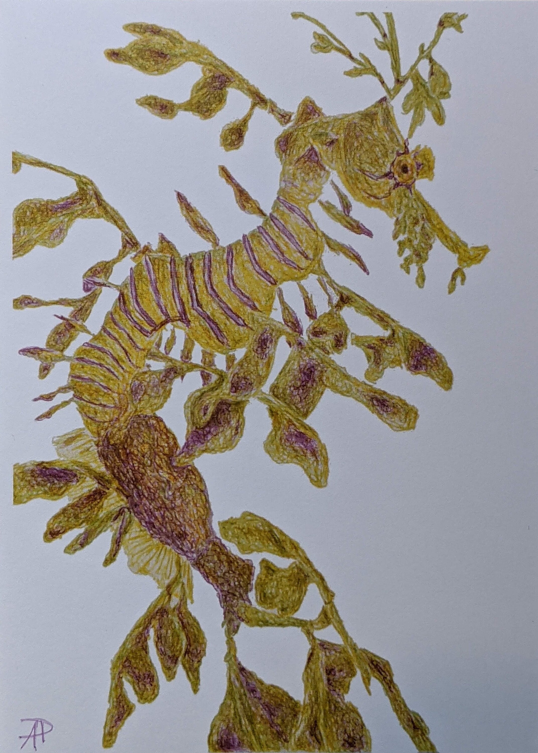 Leafy Sea Dragon Sea Creature Art Print - Etsy