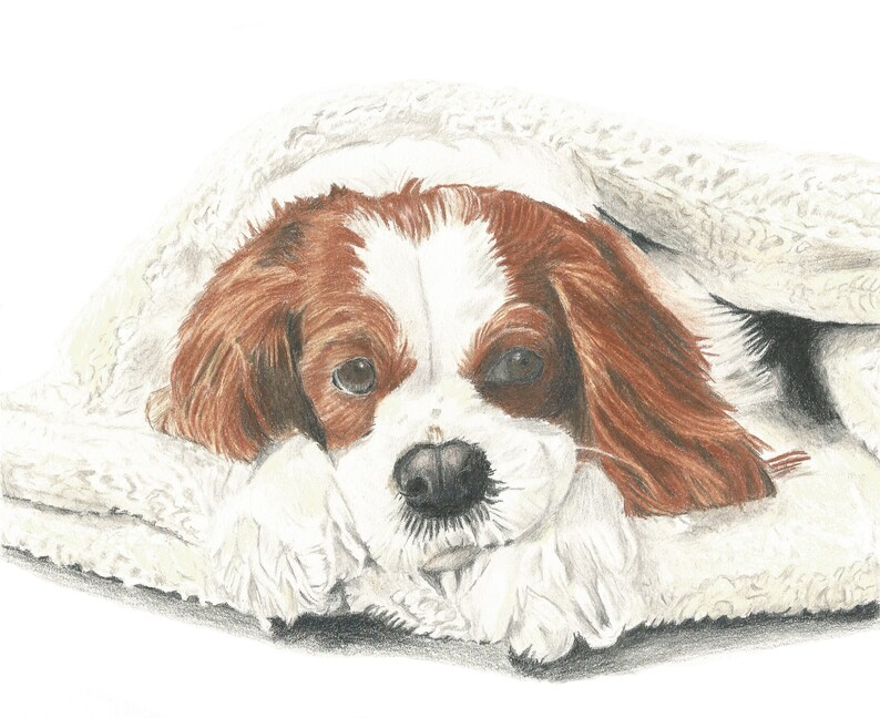 Custom Pet Portrait, Hand Drawn Pet Portrait, Portrait From Photo, Pet ...