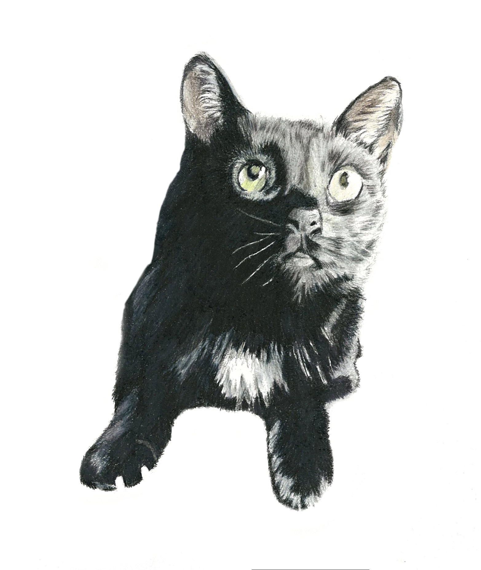 Custom Pet Portrait, Hand Drawn Pet Portrait, Portrait From Photo, Pet ...