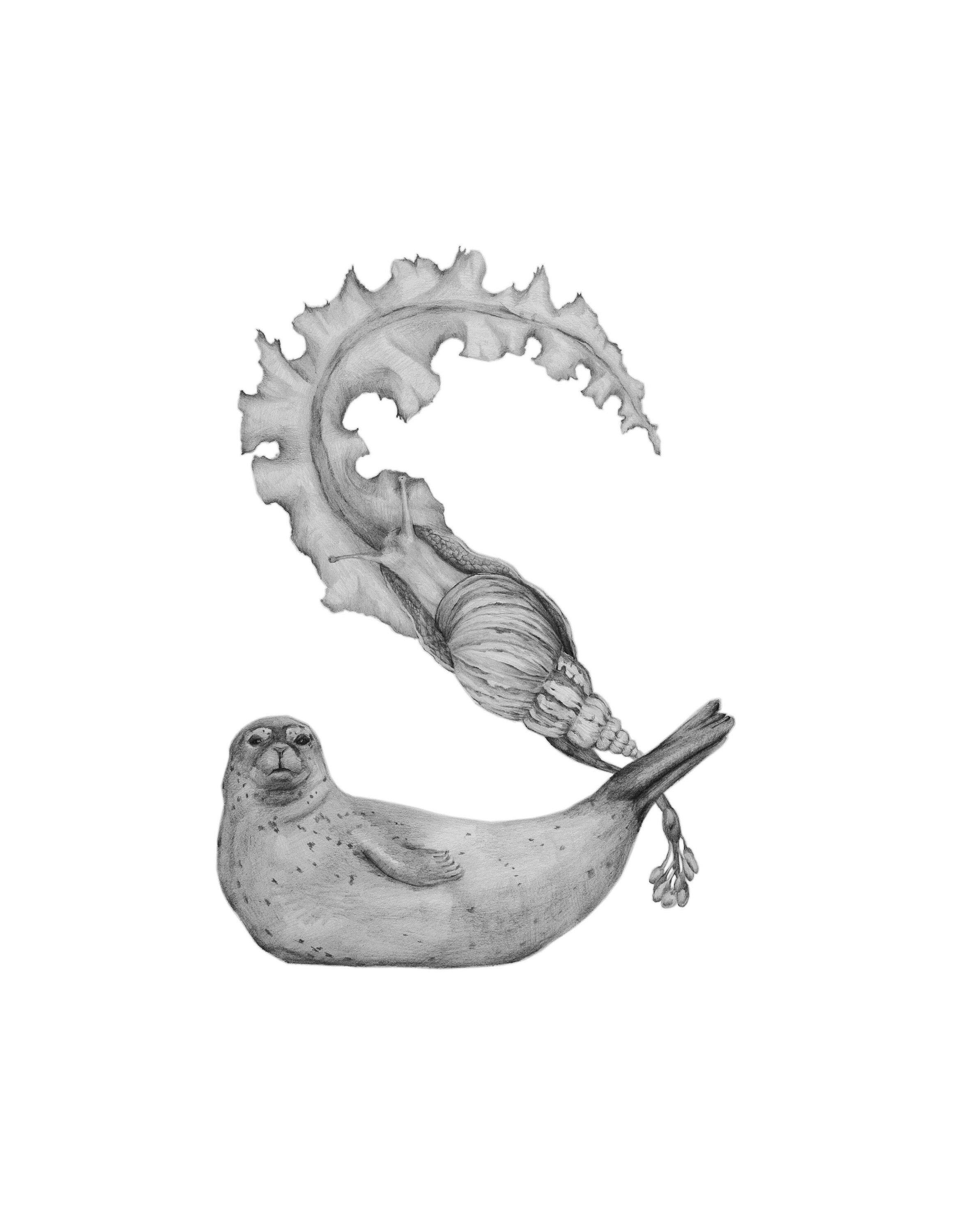 S is For: Seal, Seaweed, Snail. Alphabet Nursery Print, Nursery Decor ...