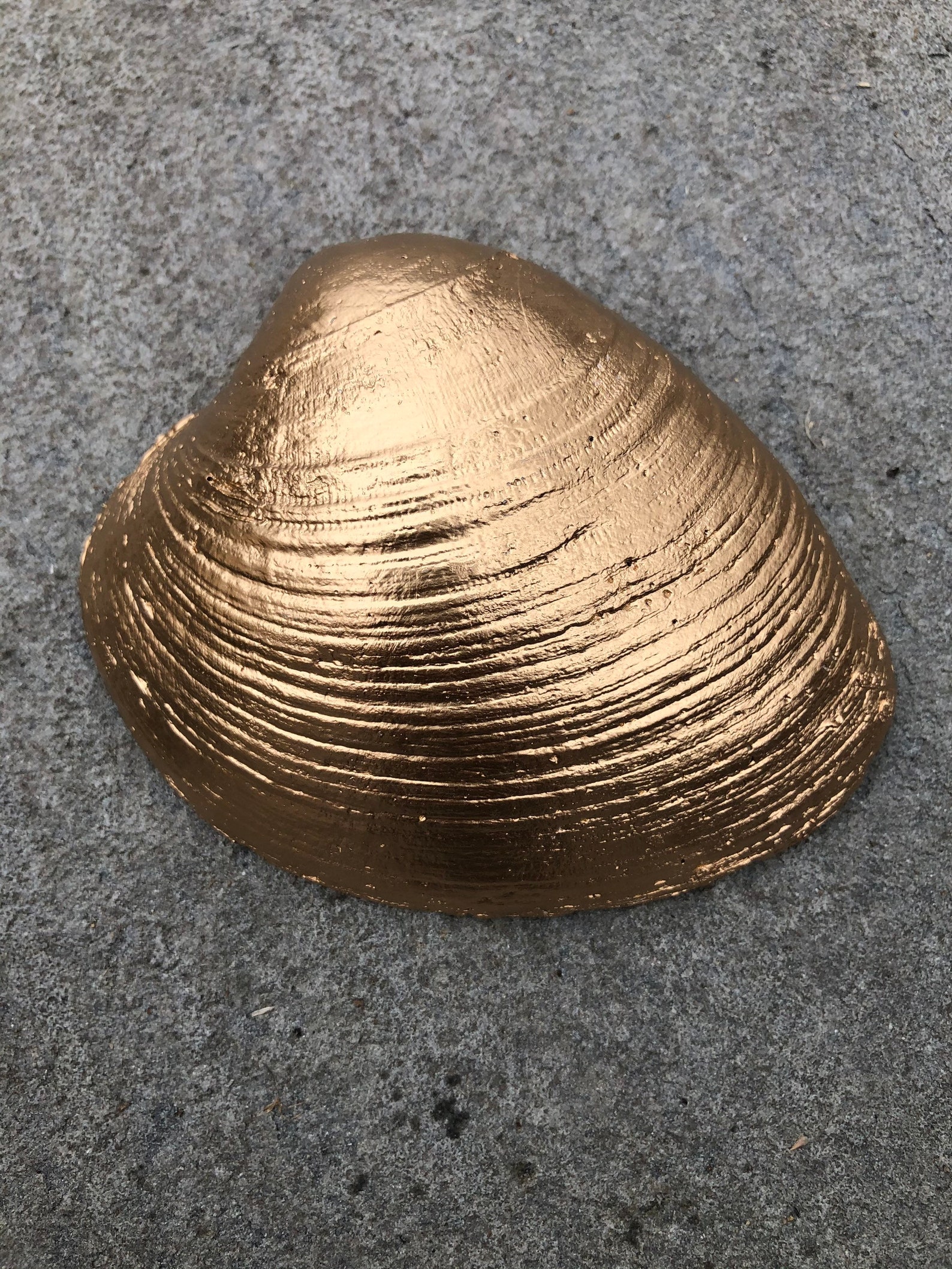 Clam Shell Ring Dish Seashell Jewelry Trinket Bowl Quahog | Etsy