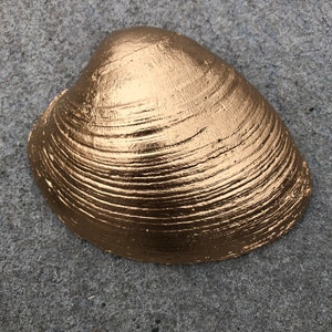 Clam Shell Ring Dish, Seashell Jewelry Trinket Bowl, Quahog Wampum ...