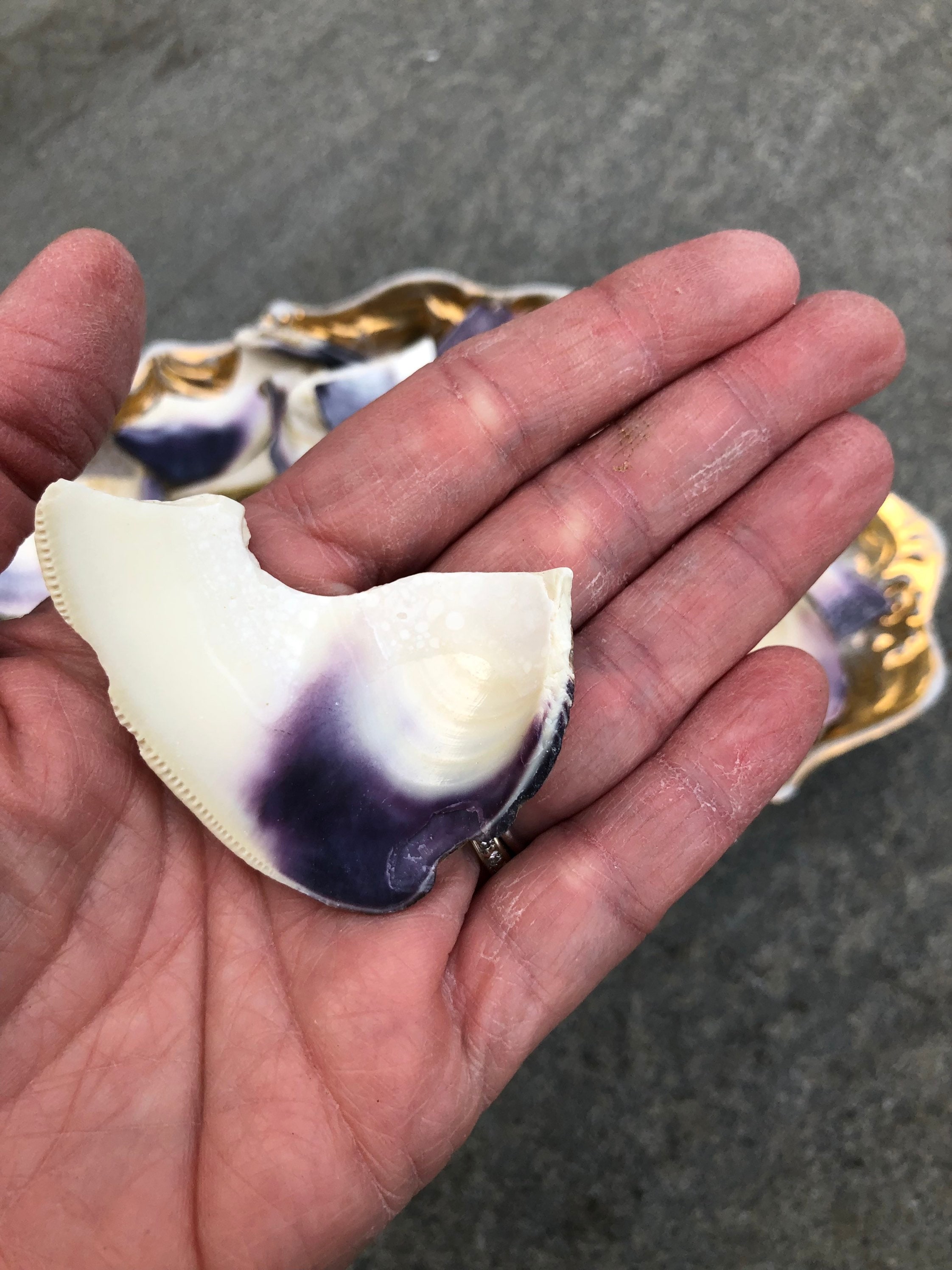 Wampum Pieces Quahog Clam Shell Pieces Broken Purple - Etsy