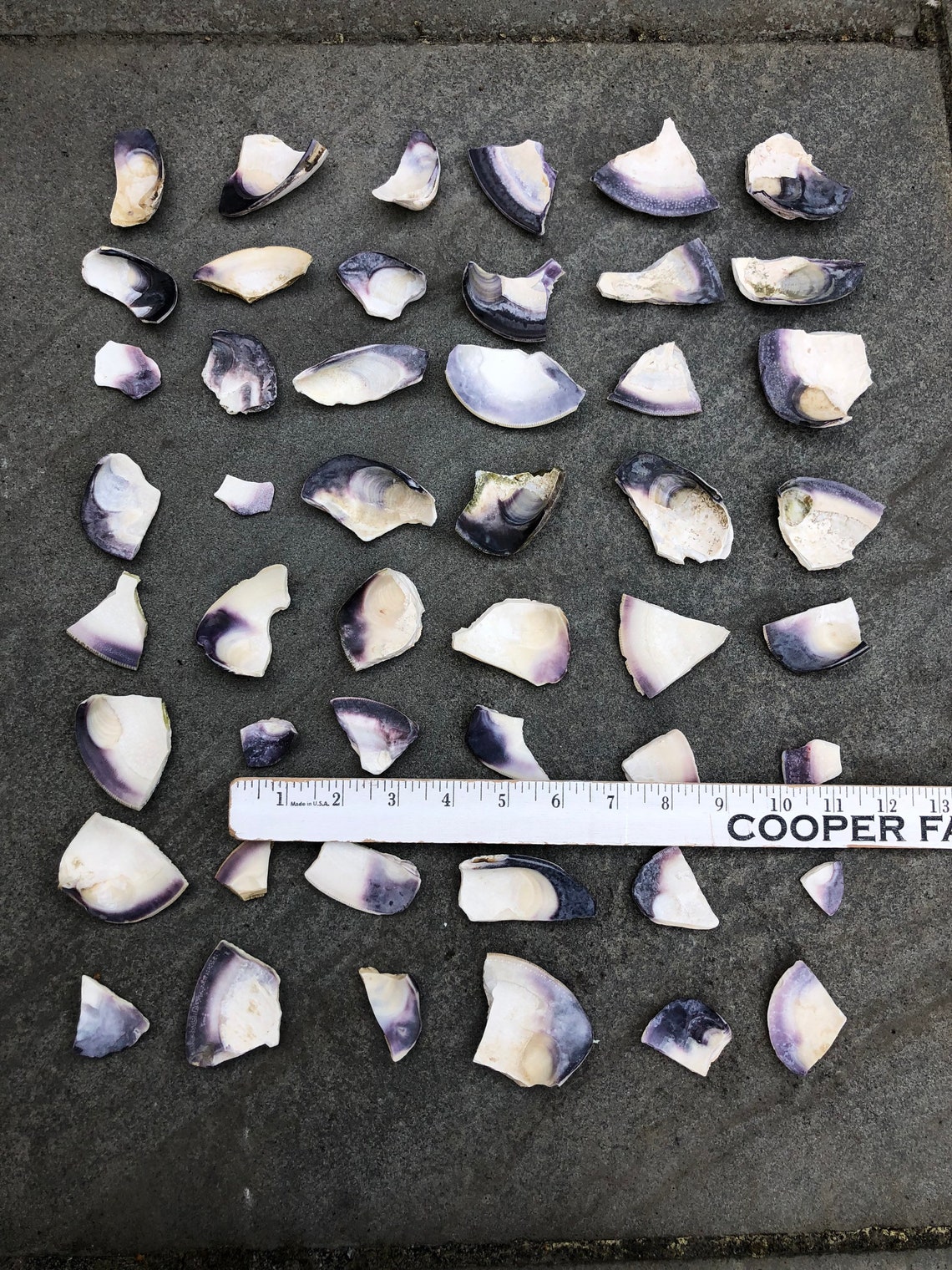 Wampum Pieces Quahog Clam Shell Pieces Broken Purple - Etsy
