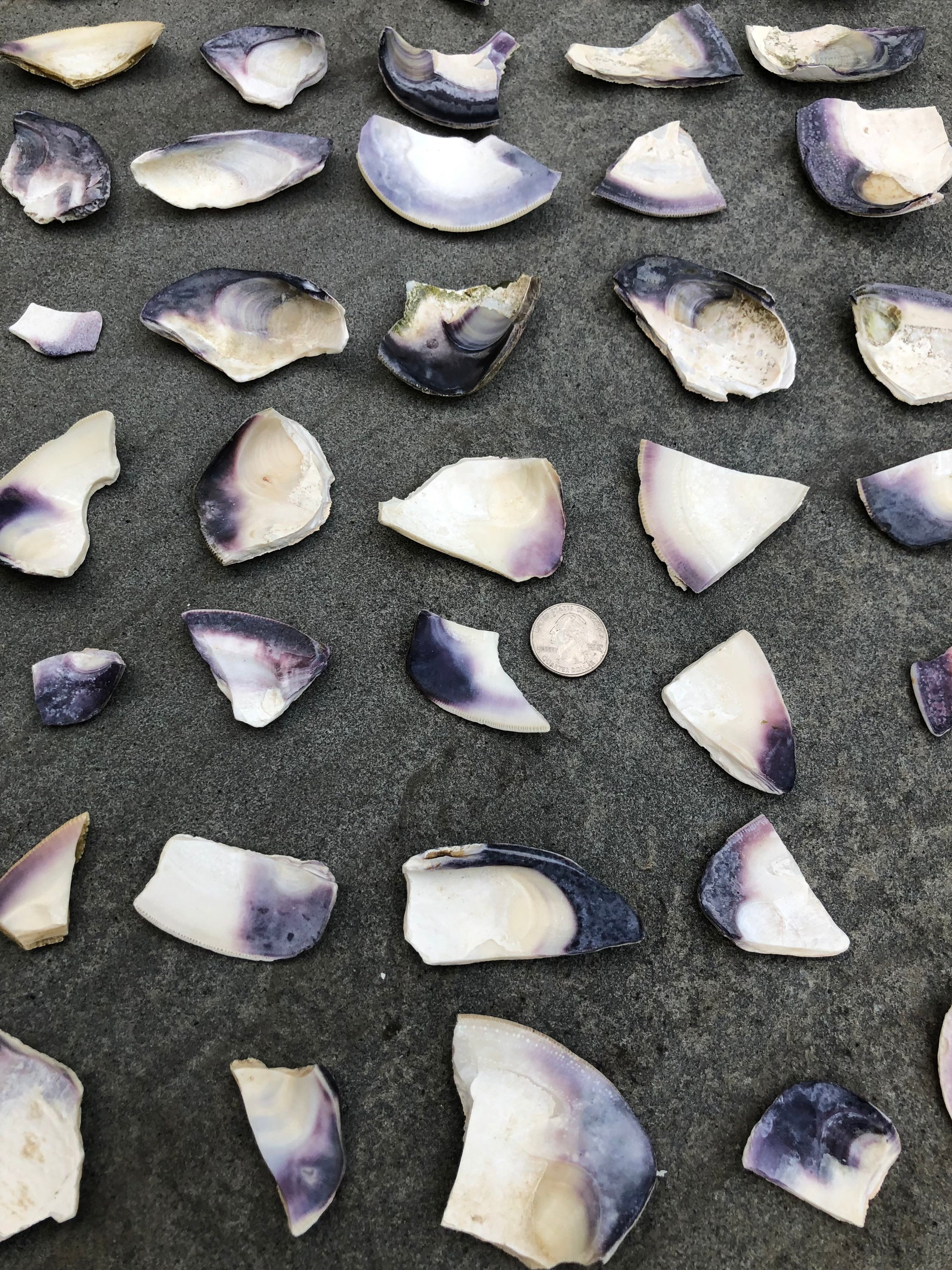 Wampum Pieces Quahog Clam Shell Pieces Broken Purple - Etsy