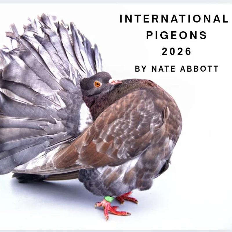 2026 Bird Calendars - Etsy