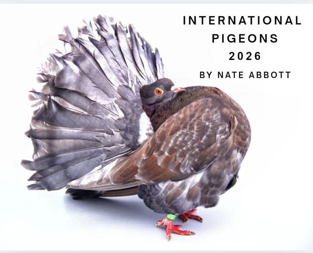 International Pigeons 2026 Calendar by Nate Abbott - Etsy