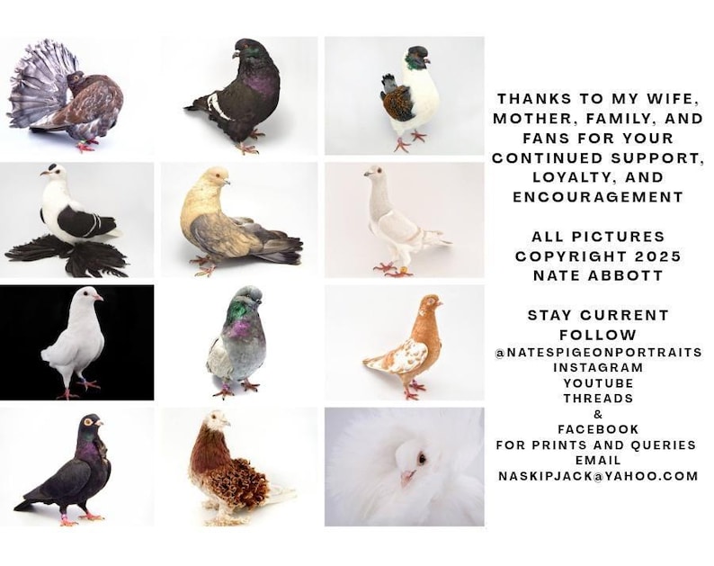 International Pigeons 2026 Calendar by Nate Abbott - Etsy