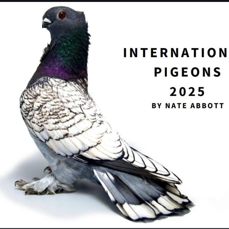 Pigeon - Etsy