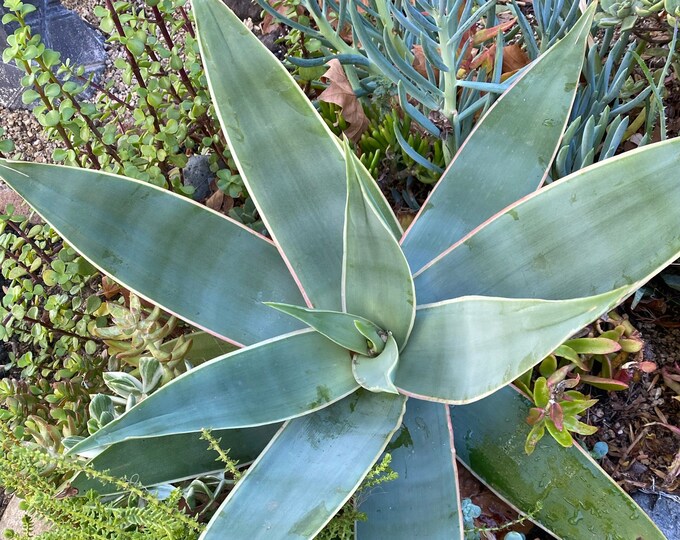 Coral Aloe - Aloe Striata - Etsy