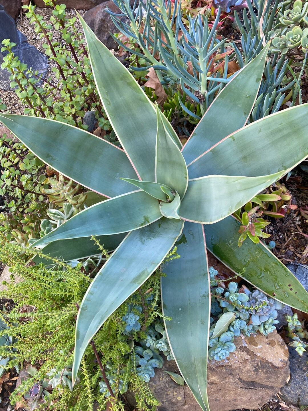 Coral Aloe - Aloe Striata - Etsy