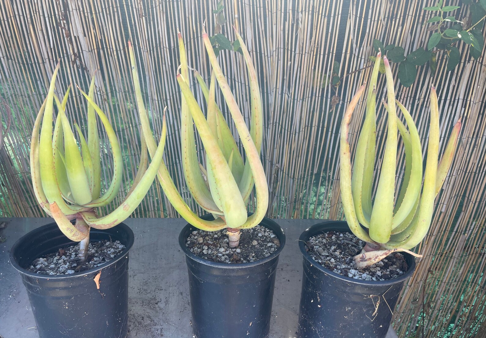 Aloe Castanea, Cat's Tail Aloe - Etsy