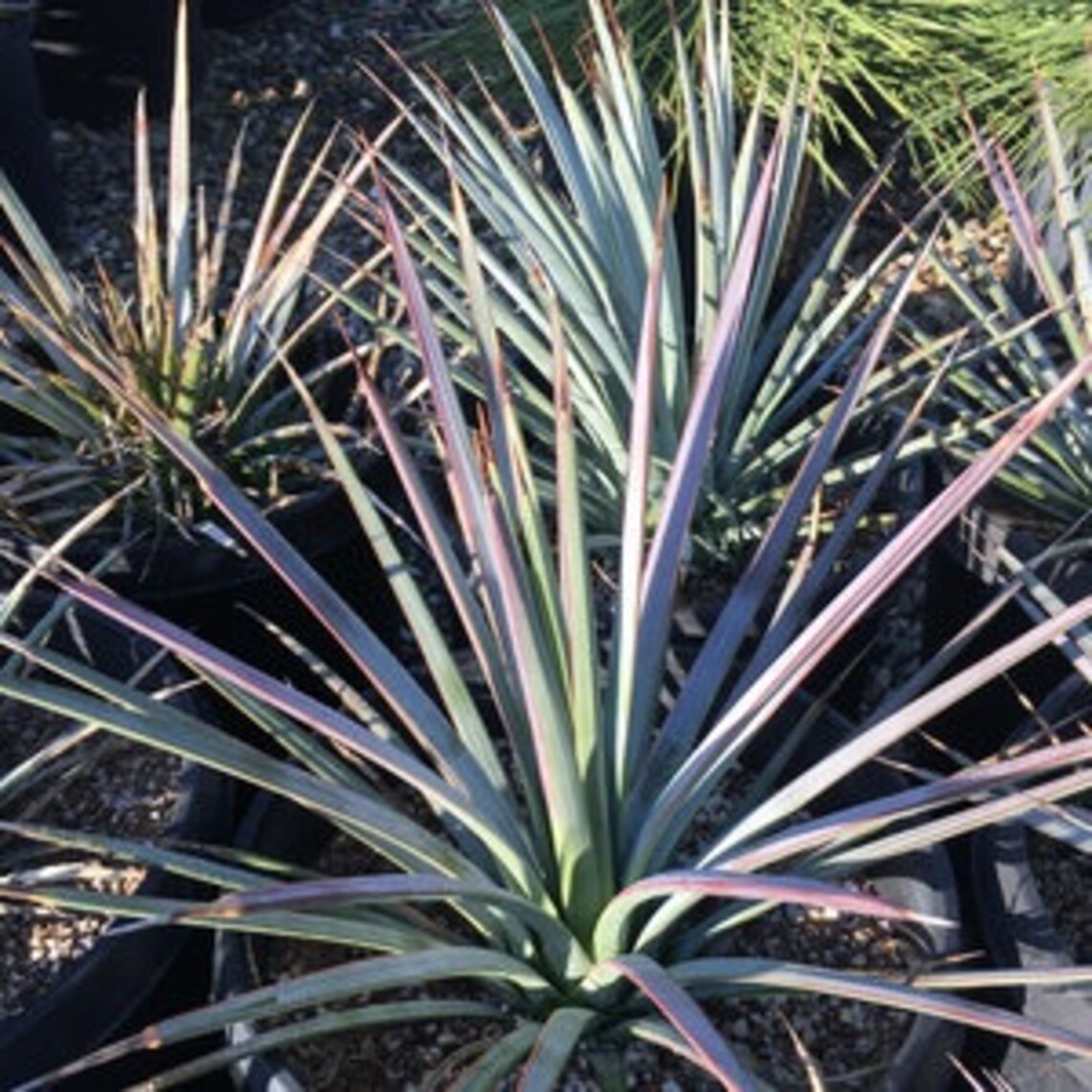 Agave striata forma purpurea Purple Maguey Espadín | Etsy