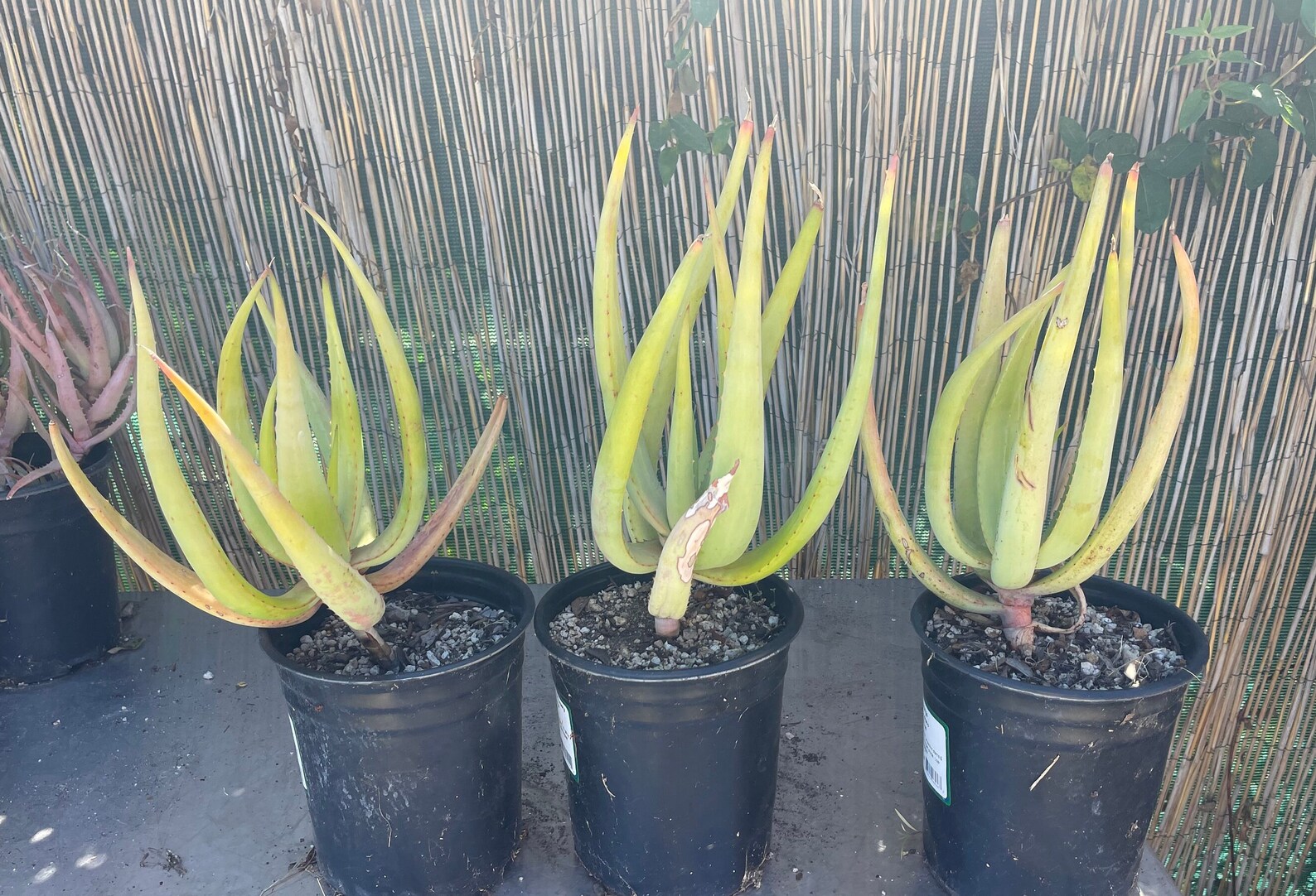 Aloe Castanea, Cat's Tail Aloe - Etsy