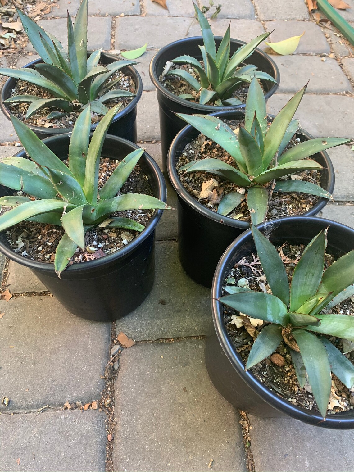 RARE Agave Blue Emperor | Etsy