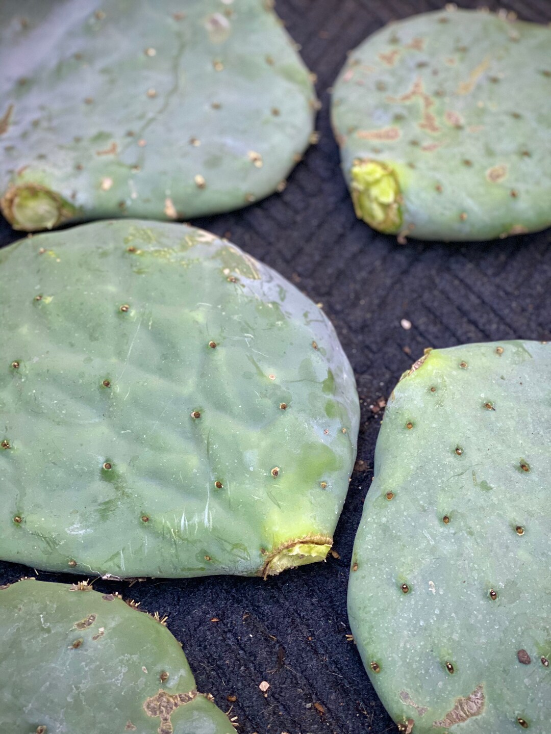 Dinner Plate Nopal/paddle/pad - Opuntia Robusta - Etsy