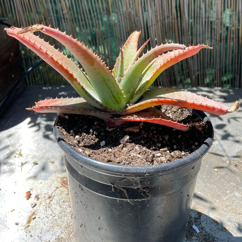 Spiral Aloe - Etsy