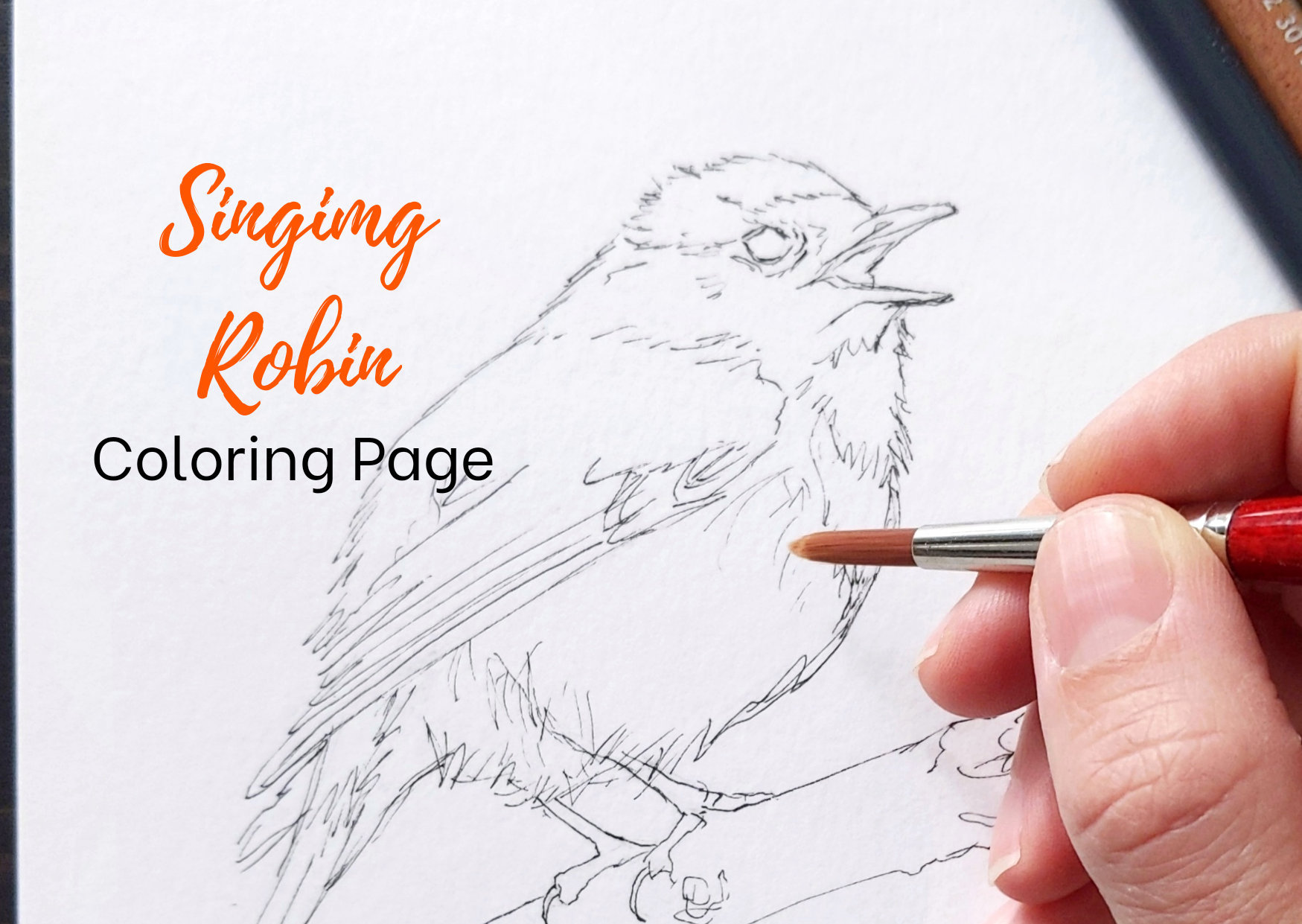 Robin Bird Coloring Pages