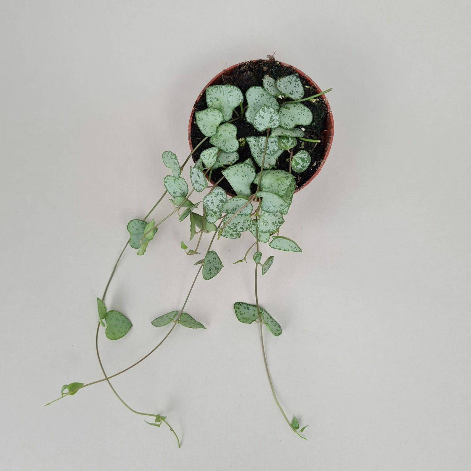 String of spades flowers - filnmachine