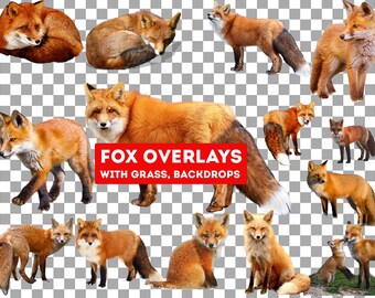 Photoshop Fox Overlays - Etsy