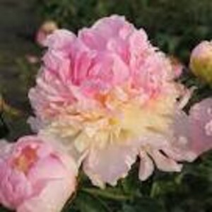 Raspberry Sundae Peony Large Fragrant Medium Pink Peony - Etsy