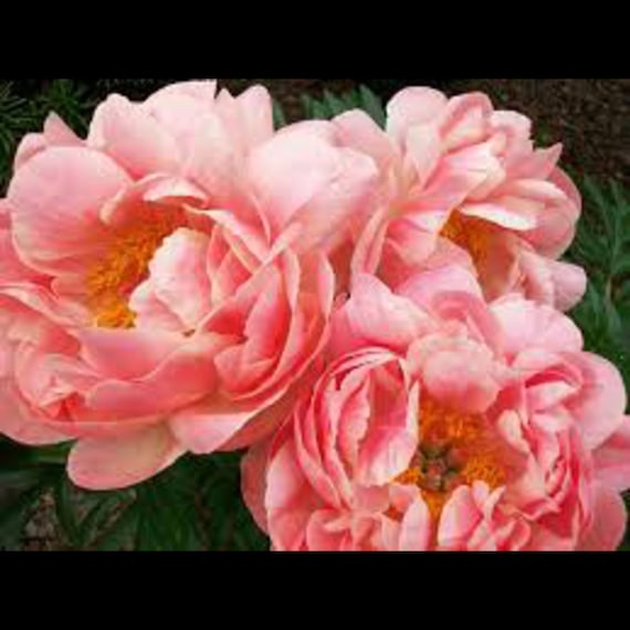 Coral Charm Peony Fragrant Spring Flowers 2-3 Eye Bare Root | Etsy