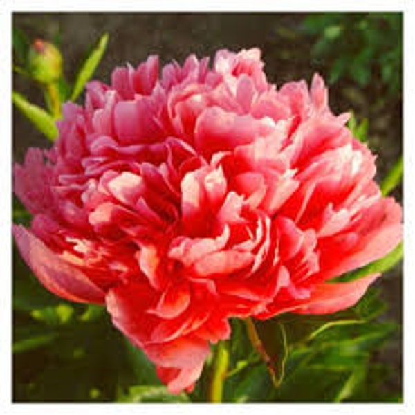 Coral Peony Bouquet - Etsy