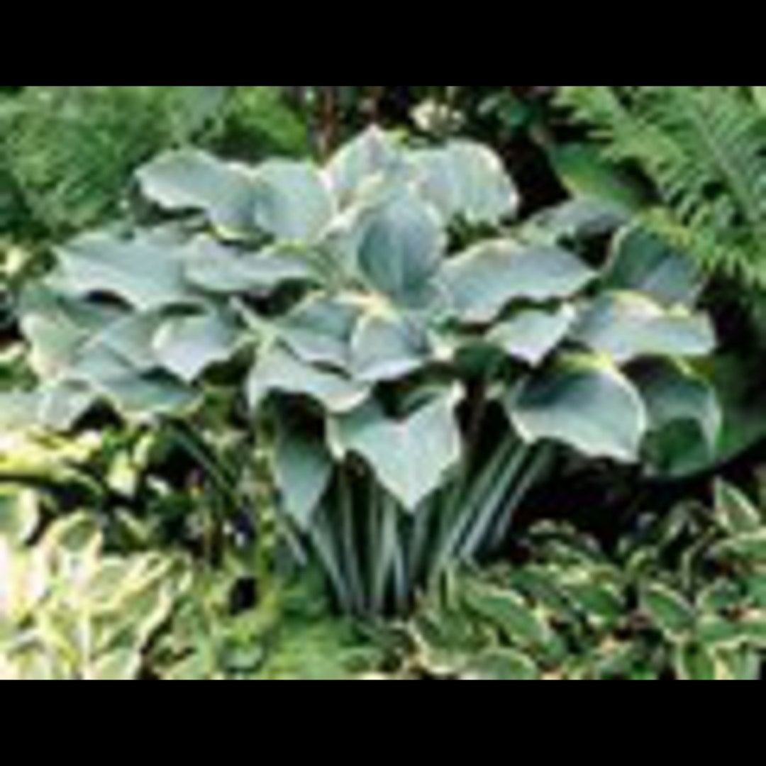 PRE Buy-regal Splendor Hosta, Giant Variety, Pointed, Frosty Blue ...