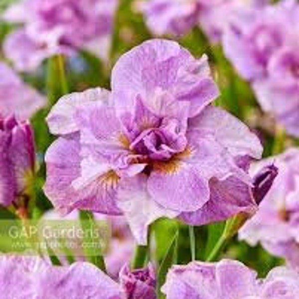 Siberian Iris - Etsy