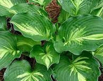 Lakeside Paisley Print Hosta Plants - Etsy