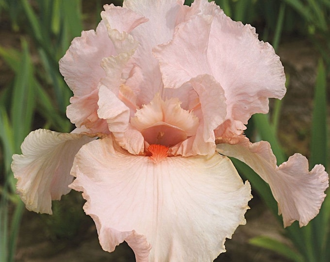 Peggy Sue Reblooming Pink Iris, Award Winning, Great Landscape Plant ...