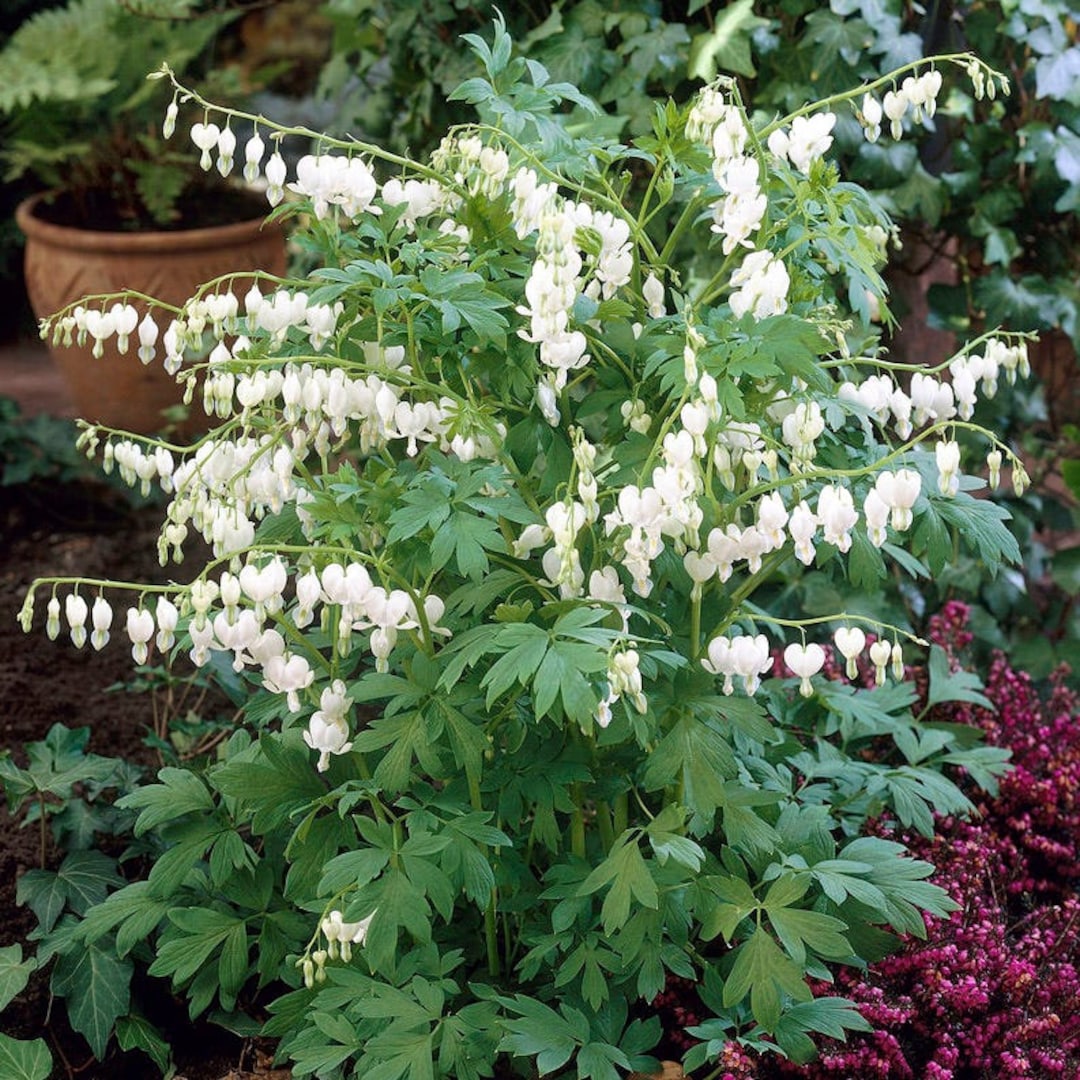 Bleeding Heart "alba" White Dicentra-bare Root Plant- Spring Blooms ...