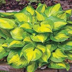 Lakeside Banana Bay Hosta- Golden Yellow Center W/ Apple Green Border ...