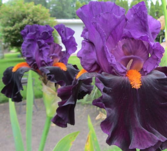 Sharped Dressed Man Tall Bearded Iris Deep Red-violet Purple - Etsy