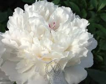 Whopper Peony, Bi Color Pink and White Large Blooms-2-3 Eye Bare Root ...