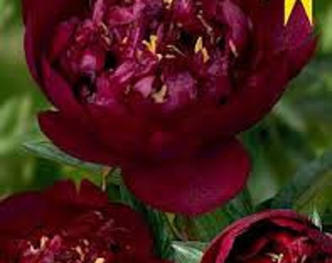 Buckeye Belle Peony-deep Maroon Red Flowers W Golden Centers-early to ...