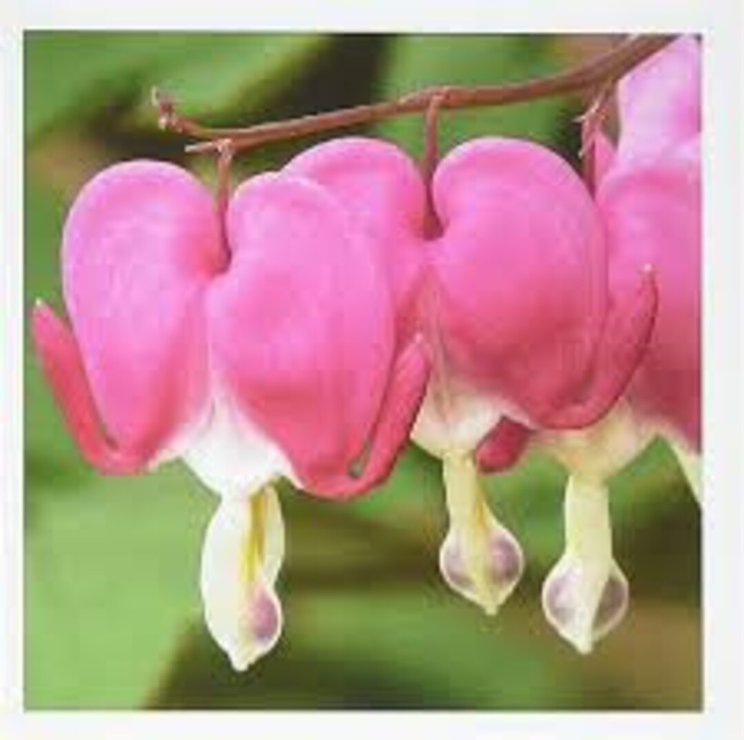 PRE Buy-pink Bleeding Heart, Perennial Spring Flowers-dangling Pink ...