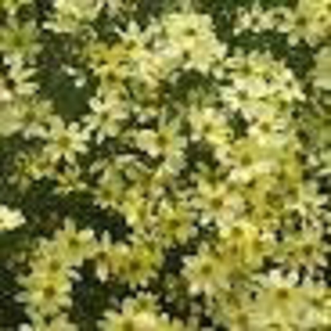 Moonbeam Coreopsis, Tickseed-bare Root Division-lemon Yellow-small ...