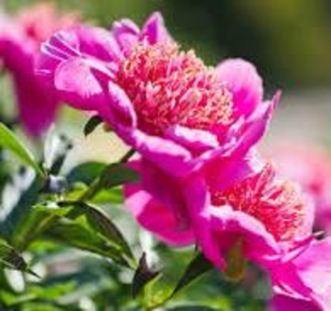 PRE Buy-neon Pink Peony, Japanese Form With Bright Pink Blooms, 2-3 Eye ...