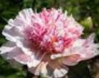 Whopper Peony, Bi Color Pink and White Large Blooms-2-3 Eye Bare Root ...