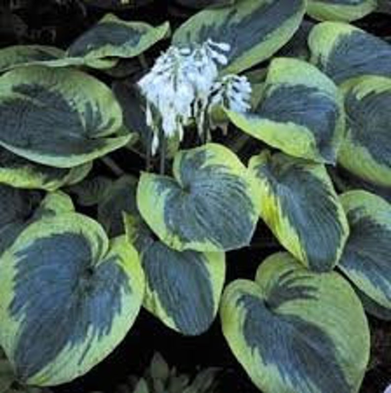 Olive Bailey Langdon Hosta-giant variety when mature-bare root | Etsy