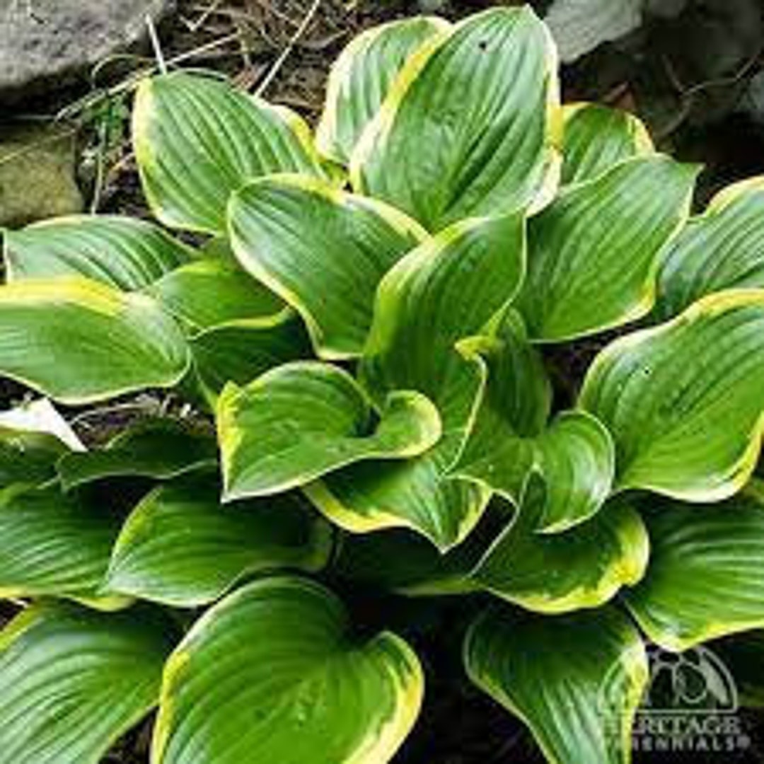 Queen Josephine Hosta Medium Size Hosta, 16" X 29" When Mature, Glossy ...