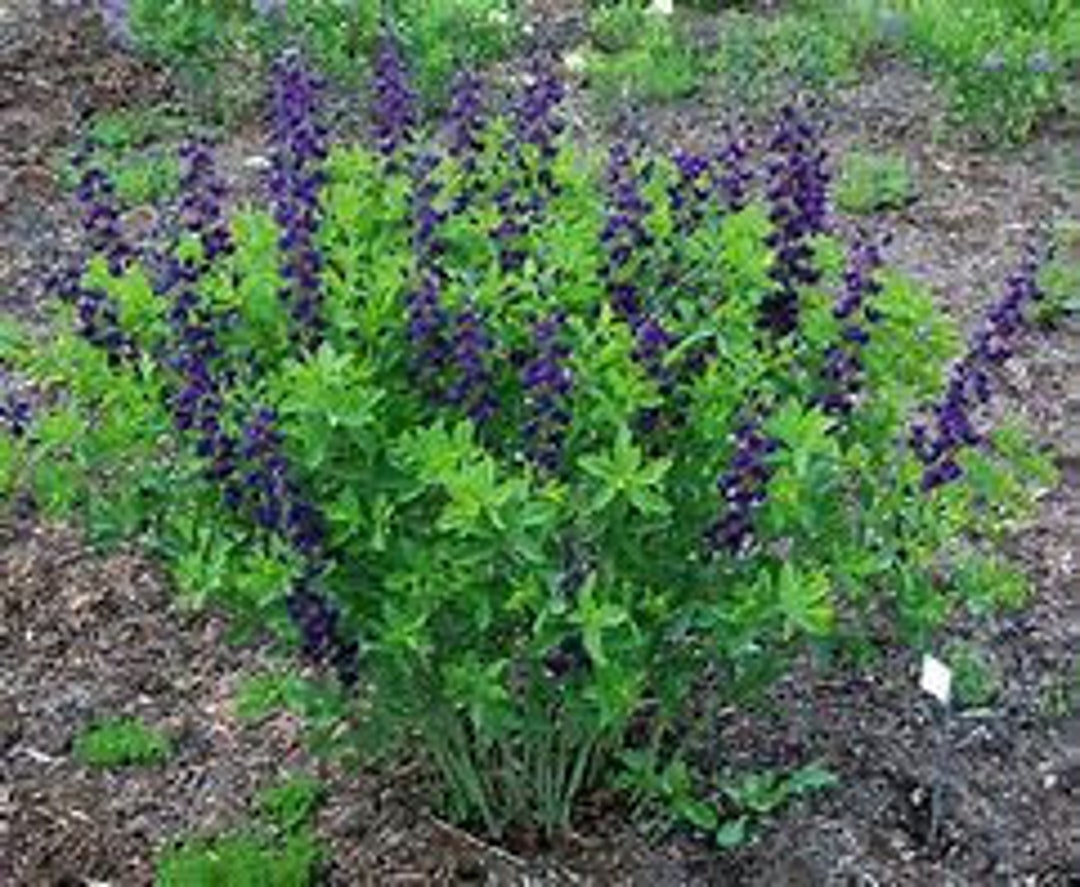 20 False Indigo Seeds-purple Flowers in Summer-easy to Grow-plant This ...