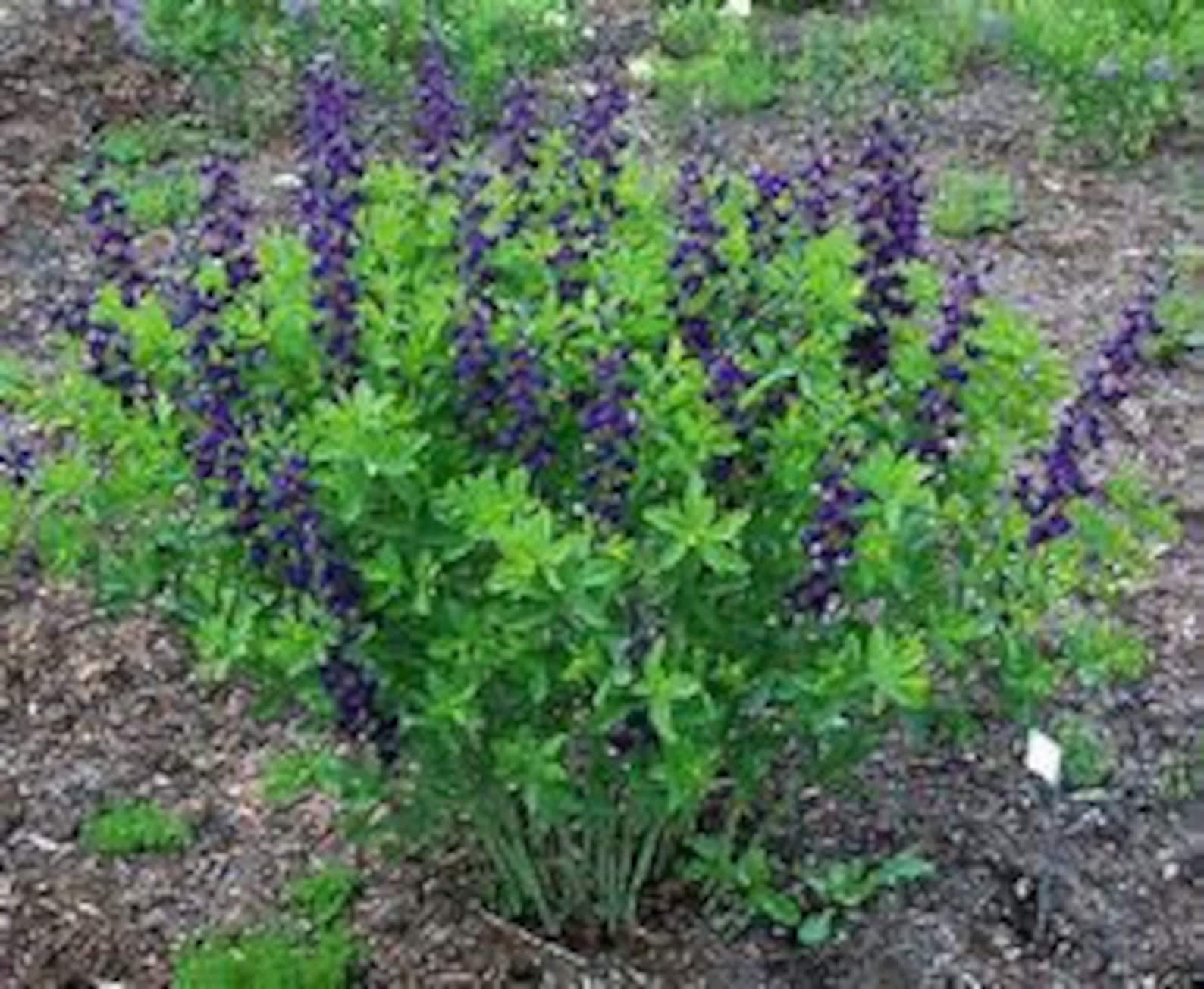20 False Indigo Seeds-purple Flowers in Summer-easy to Grow-plant This ...