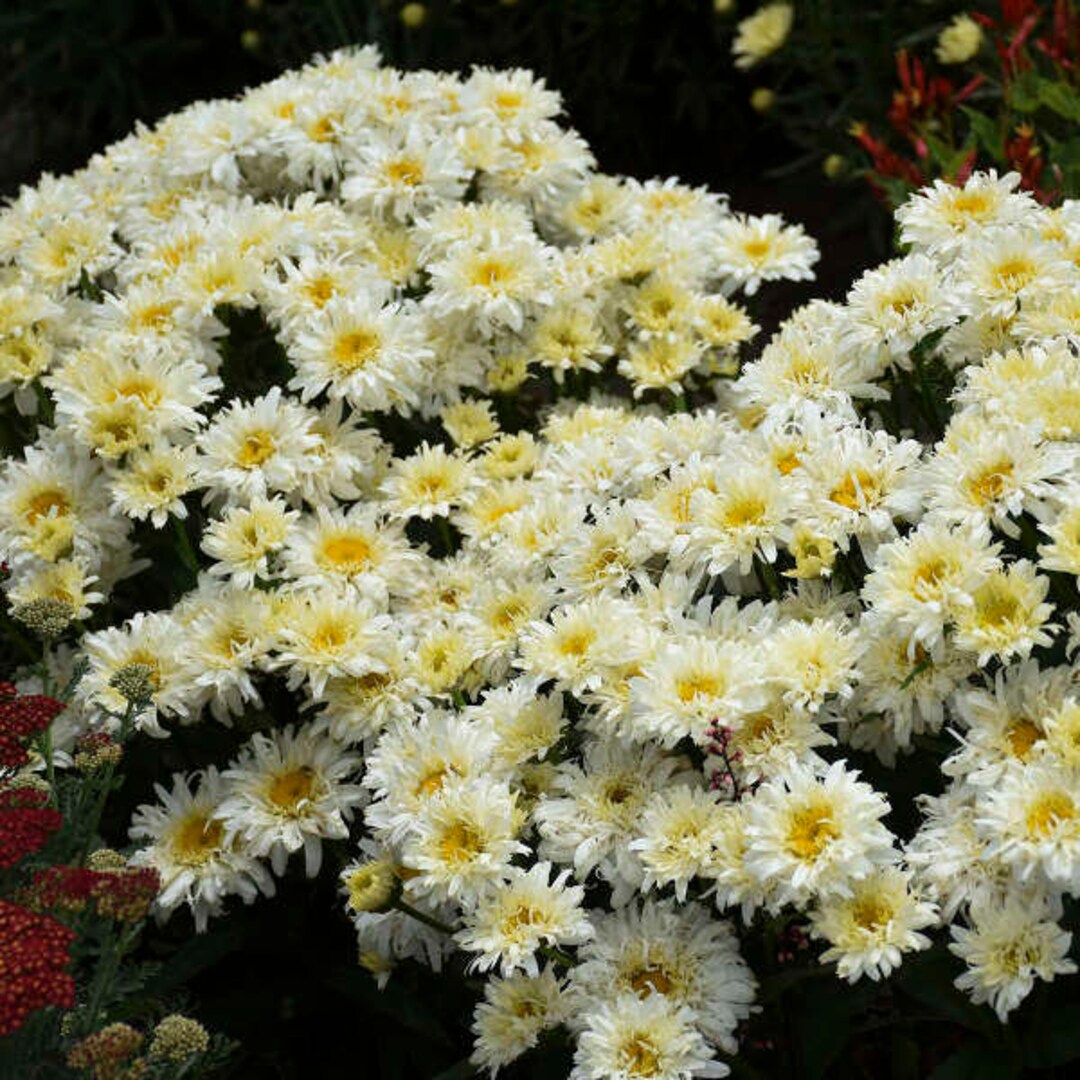 Ice Cream Dream Perennial Shasta Daisy-compact Plants Covered W/ White ...