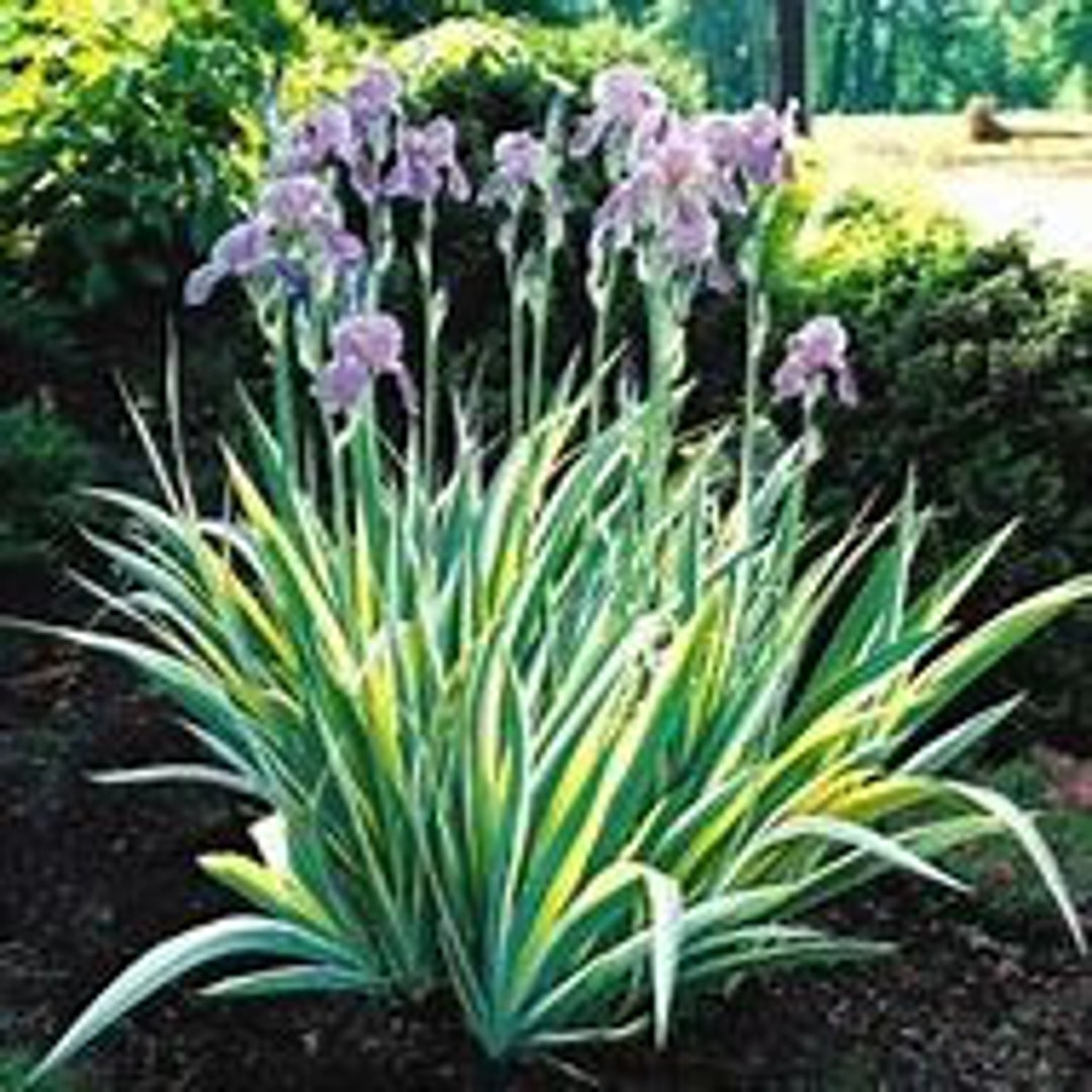 Zebra Iris-iris Pallida Aureovariegata Yellow Variegated Leaves-purple ...