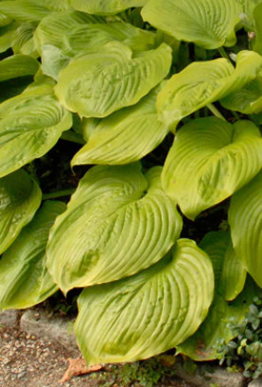 Hosta Sum & Substance-slug Resistant--bare Root Divisions-giant Size ...