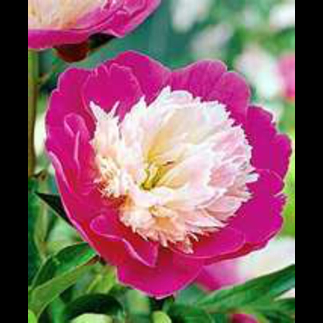 PRE Buy-santa Fe Peony, Vivid Fuchsia Outer Petal, Light Pink Centers ...