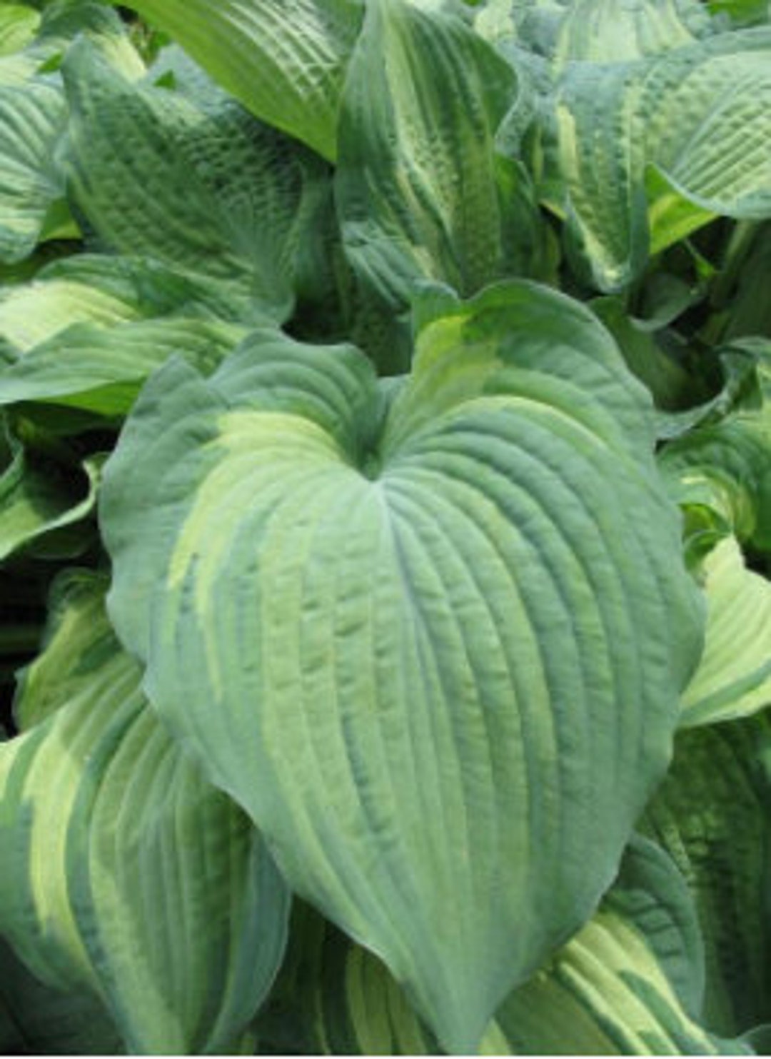 PRE SALE for Fall-hosta Guardian Angel, Lg Variety When Mature-36w X 24 ...